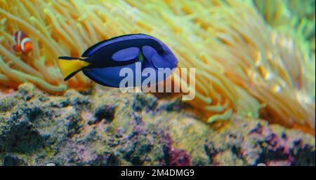Surgeonfish swim in anemones on coral reef. Red Sea Marine fish feeds ...