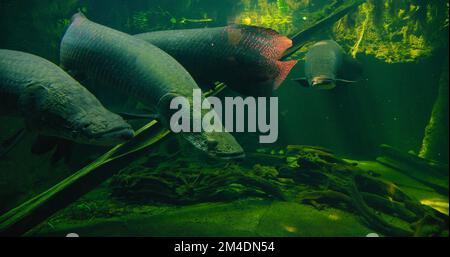 Largest river fish. Arapaima gigas in a freshwater aquarium. Vacation ...