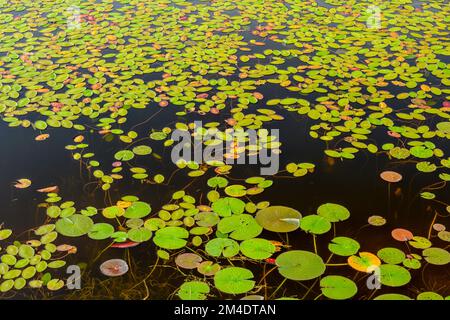 Watershield (Brasenia schreberi) colonies in Lighthouse pond with white ...
