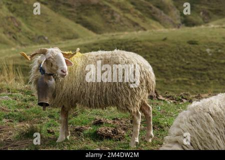 One happy white sheep with bell at the neck in the pyrenees Mountains ...