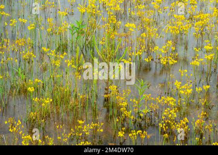 Golden ragwort blooming on a flooded alvar, Bruce Peninsula National ...