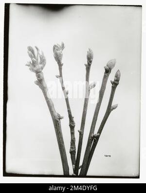 Tree Identification Form - Twigs & Buds. Photographs Relating to ...