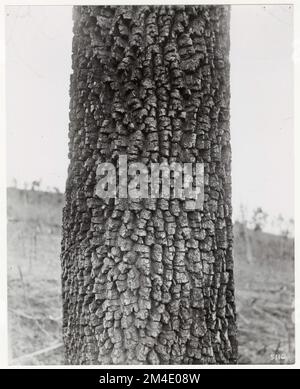 Tree Identification - Bark. Photographs Relating to National Forests ...