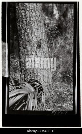 Tree Identification - Bark. Photographs Relating to National Forests ...