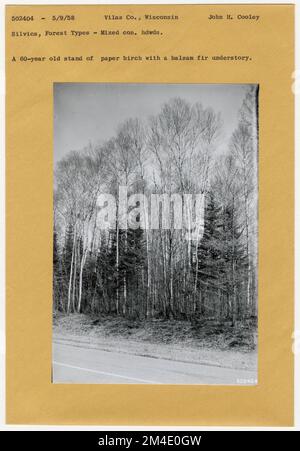 Tree Identification - General. Photographs Relating to National Forests ...