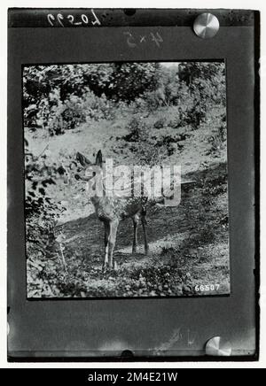 Birds - General. Photographs Relating to National Forests, Resource ...