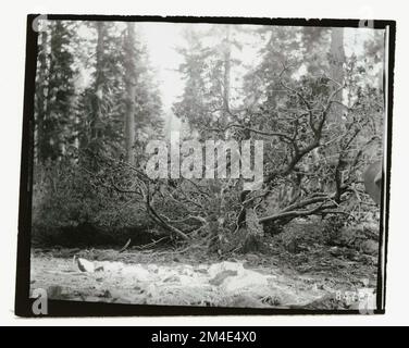Timber Stand Improvement - Thinning. Photographs Relating to National ...
