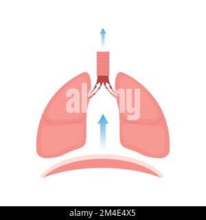 Scientific Designing of Breathing. Inhalation and Exhalation. Colorful ...