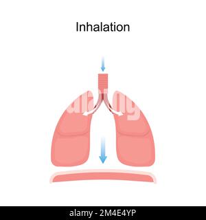 Scientific Designing Inhalation. Colorful Symbols. Vector Illustration ...