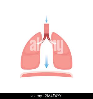 Scientific Designing of Breathing. Inhalation and Exhalation. Colorful ...