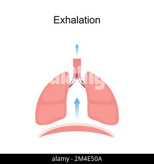 Scientific Designing of Breathing. Inhalation and Exhalation. Colorful ...