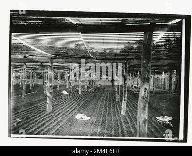 Seed Beds: Shading. Photographs Relating to National Forests, Resource ...