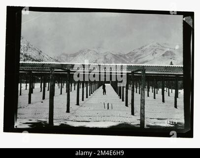 Seed Beds: Shading. Photographs Relating to National Forests, Resource ...