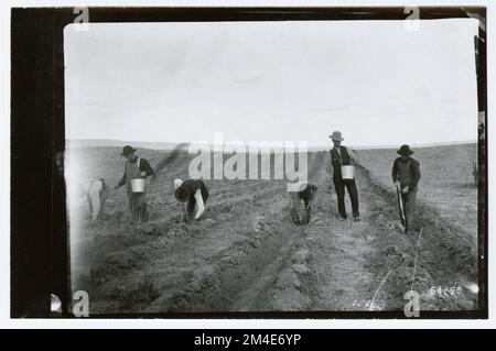 Tree Planting: Hand. Photographs Relating to National Forests, Resource ...