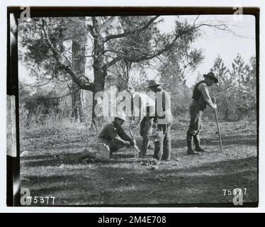 Tree Planting: Hand. Photographs Relating to National Forests, Resource ...