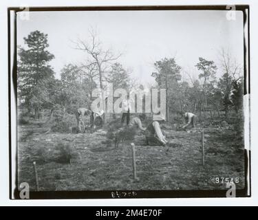 Tree Planting: Hand. Photographs Relating to National Forests, Resource ...