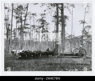 Partial Cutting - Selection Cutting. Photographs Relating to National ...