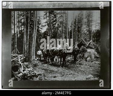 Partial Cutting - Sanitation Cutting. Photographs Relating to National ...