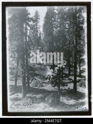 Partial Cutting - Sanitation Cutting. Photographs Relating to National ...