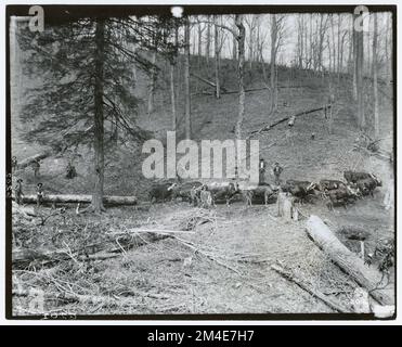 Partial Cutting - Seed Tree Cutting. Photographs Relating to National ...