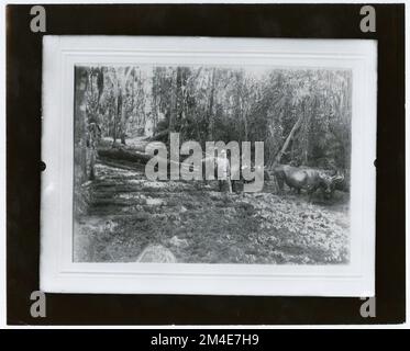 Partial Cutting - Seed Tree Cutting. Photographs Relating to National ...