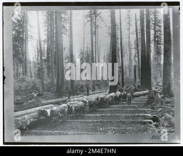 Partial Cutting - Seed Tree Cutting. Photographs Relating to National ...
