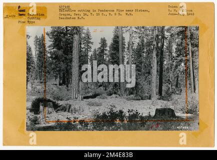 Cut Over Areas: General. Photographs Relating to National Forests ...