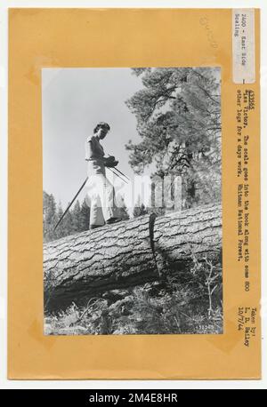 Scaling Logs: General. Photographs Relating to National Forests ...