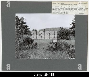 Timber Management: Types - West Virginia. Photographs Relating to ...