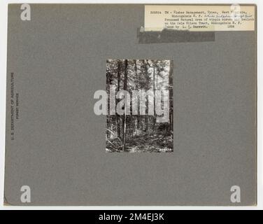 Timber Management: Types - West Virginia. Photographs Relating to ...