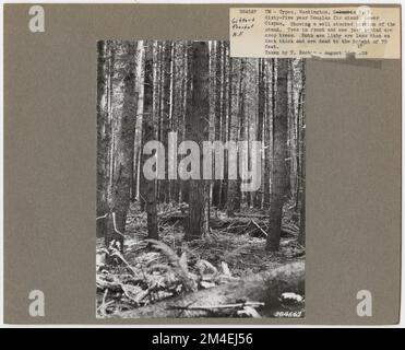 Timber Management: Types - Washington. Photographs Relating to National ...