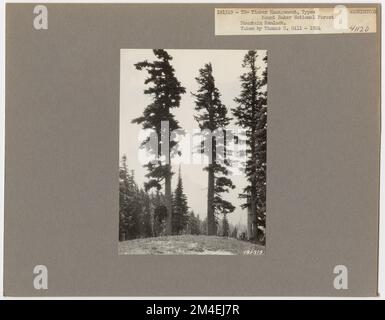 Timber Management: Types - Washington. Photographs Relating to National ...