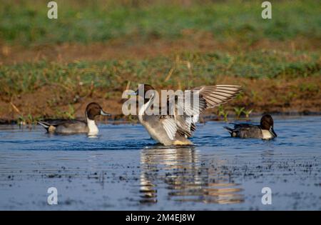 Northern Pintail at Chilka Bird Sanctuary in Orissa State in India ...