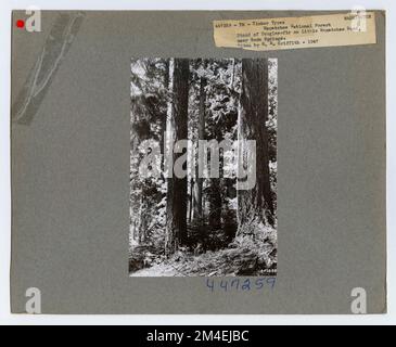 Timber Management: Types - Washington. Photographs Relating to National ...