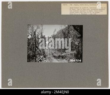 Timber Management: Types - Puerto Rico. Photographs Relating to ...