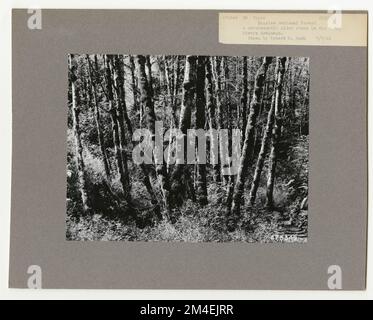 Timber Management: Types - Oregon. Photographs Relating to National ...