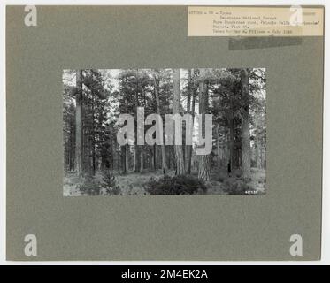 Timber Management: Types - Oregon. Photographs Relating to National ...