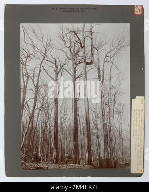 Timber Management: Types - North Carolina. Photographs Relating to ...