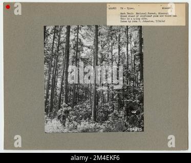 Timber Management: Types - Missouri. Photographs Relating to National ...