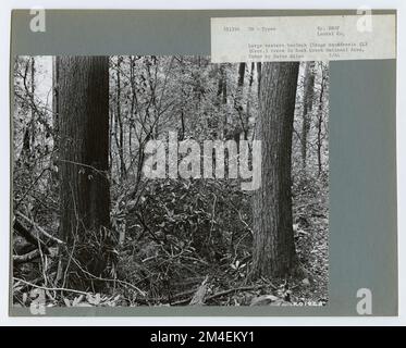 Timber Management: Types - Kentucky. Photographs Relating to National ...