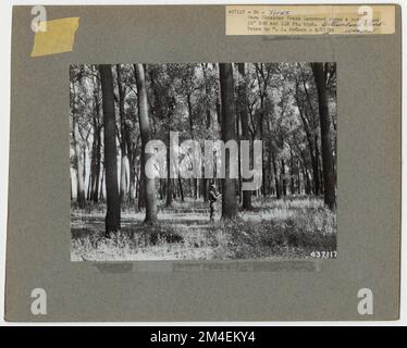 Timber Management: Types - Iowa. Photographs Relating to National ...