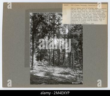 Timber Management: Types - Kentucky. Photographs Relating to National ...