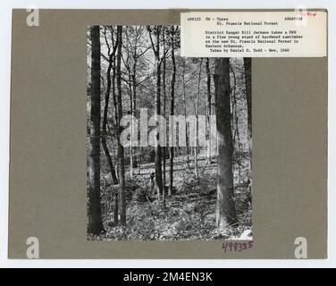 Timber Management: Types - Arkansas. Photographs Relating to National ...