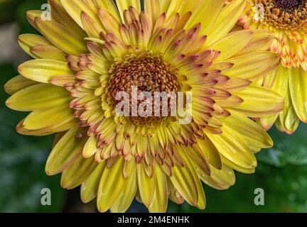 Potted gerbera plant with bright yellow flowers outdoors Stock Photo ...