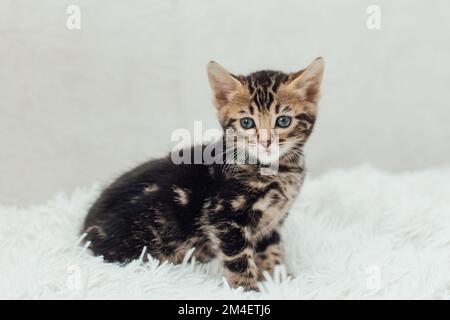 Little marble bengal kitten on the white fury blanket Stock Photo - Alamy