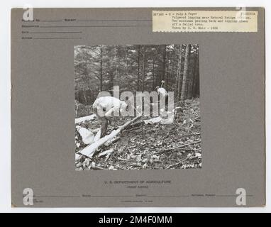 Pulp and Paper Woods - Virginia. Photographs Relating to National ...