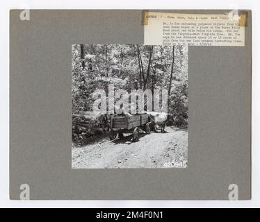 Pulp and Paper Woods - Virginia. Photographs Relating to National ...
