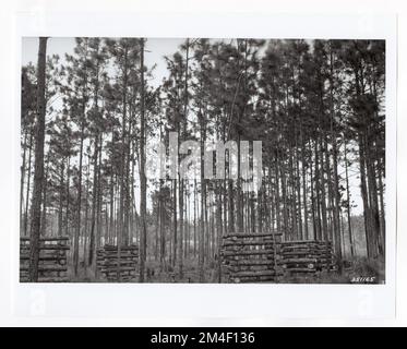 Pulp and Paper Woods - Alabama. Photographs Relating to National ...