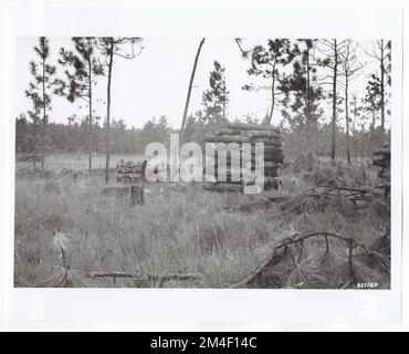 Pulp and Paper Woods - Alabama. Photographs Relating to National ...
