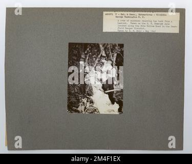 Chemical Wood - Virginia. Photographs Relating to National Forests ...